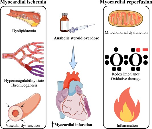What are anabolic steroids and how does it impact one’s health